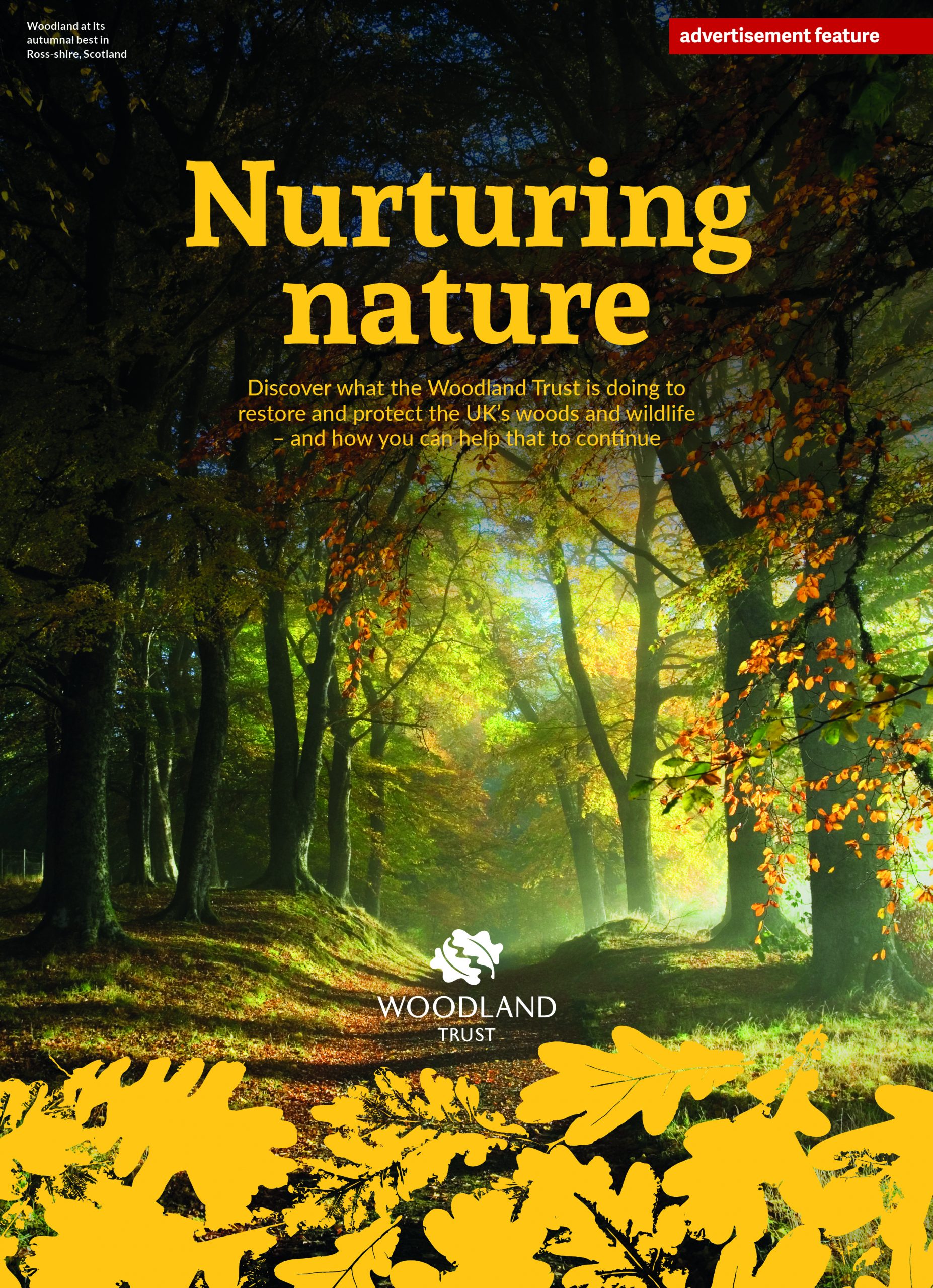 The Woodland Trust - magnetic.media